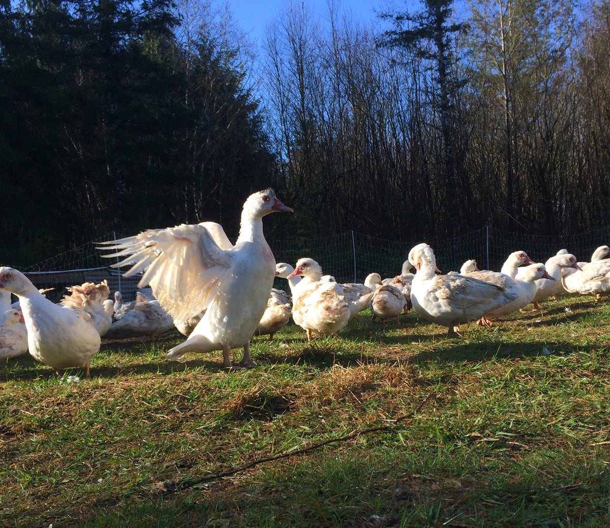 Why We Love Raising Ducks – Chehalis Valley Farm